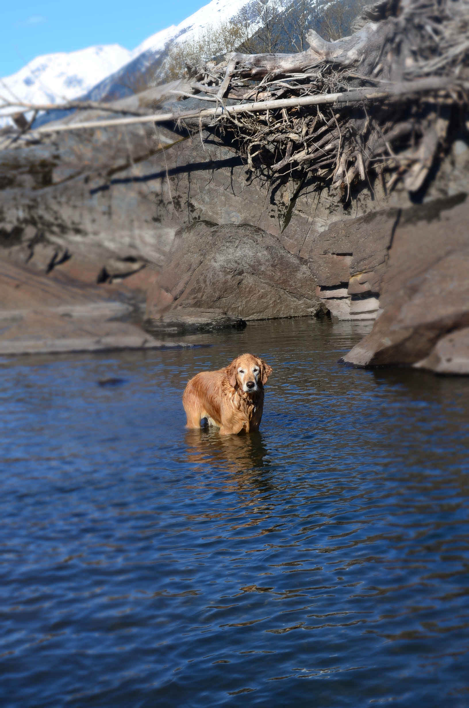 Spring on the Wild Nass River with the Golden Retriever